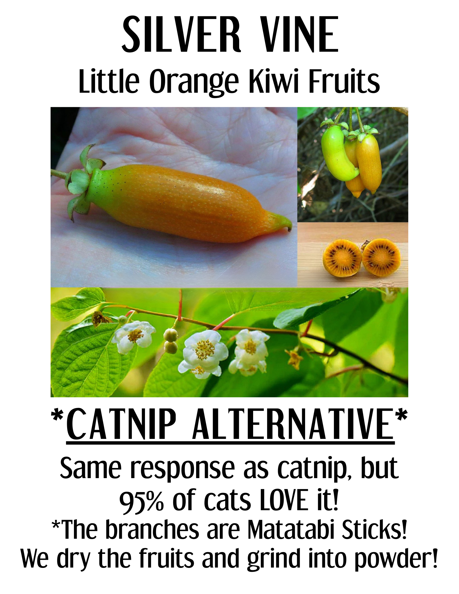 Catnip & Silvervine Beanbag – The Sassy Tailz Store